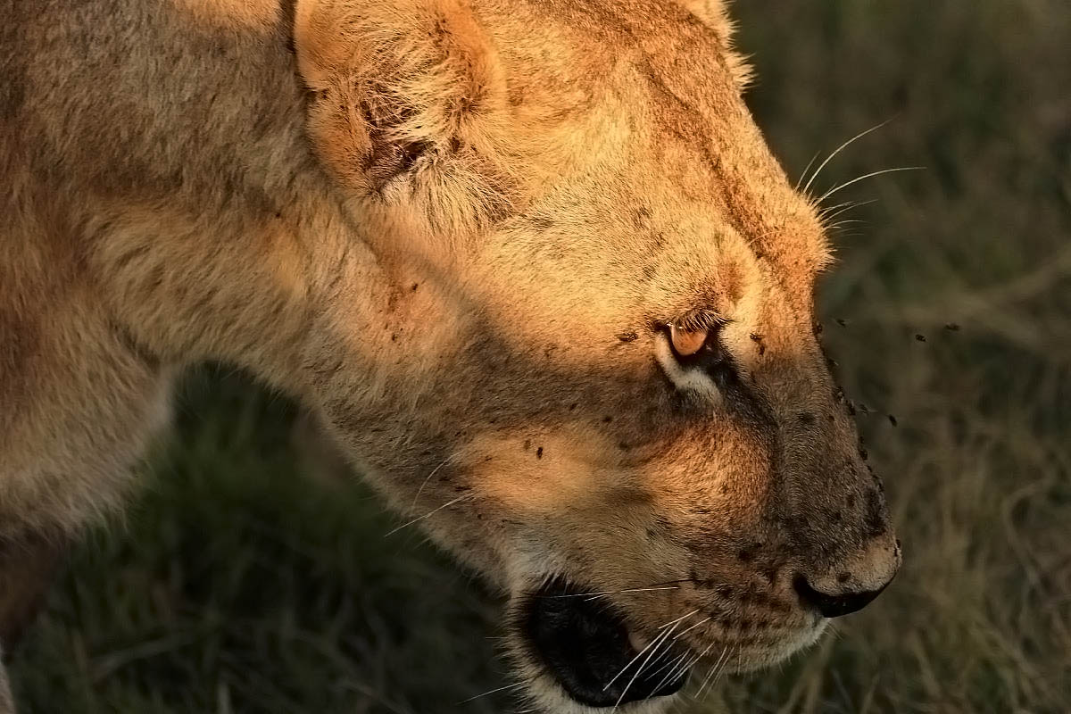 Edge: LIONS: AFRICA'S MAGNIFICENT PREDATORS By Nathan Myhrvold