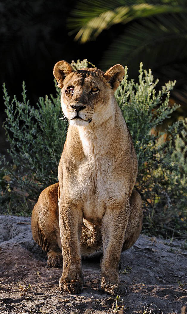 Edge: LIONS: AFRICA'S MAGNIFICENT PREDATORS By Nathan Myhrvold